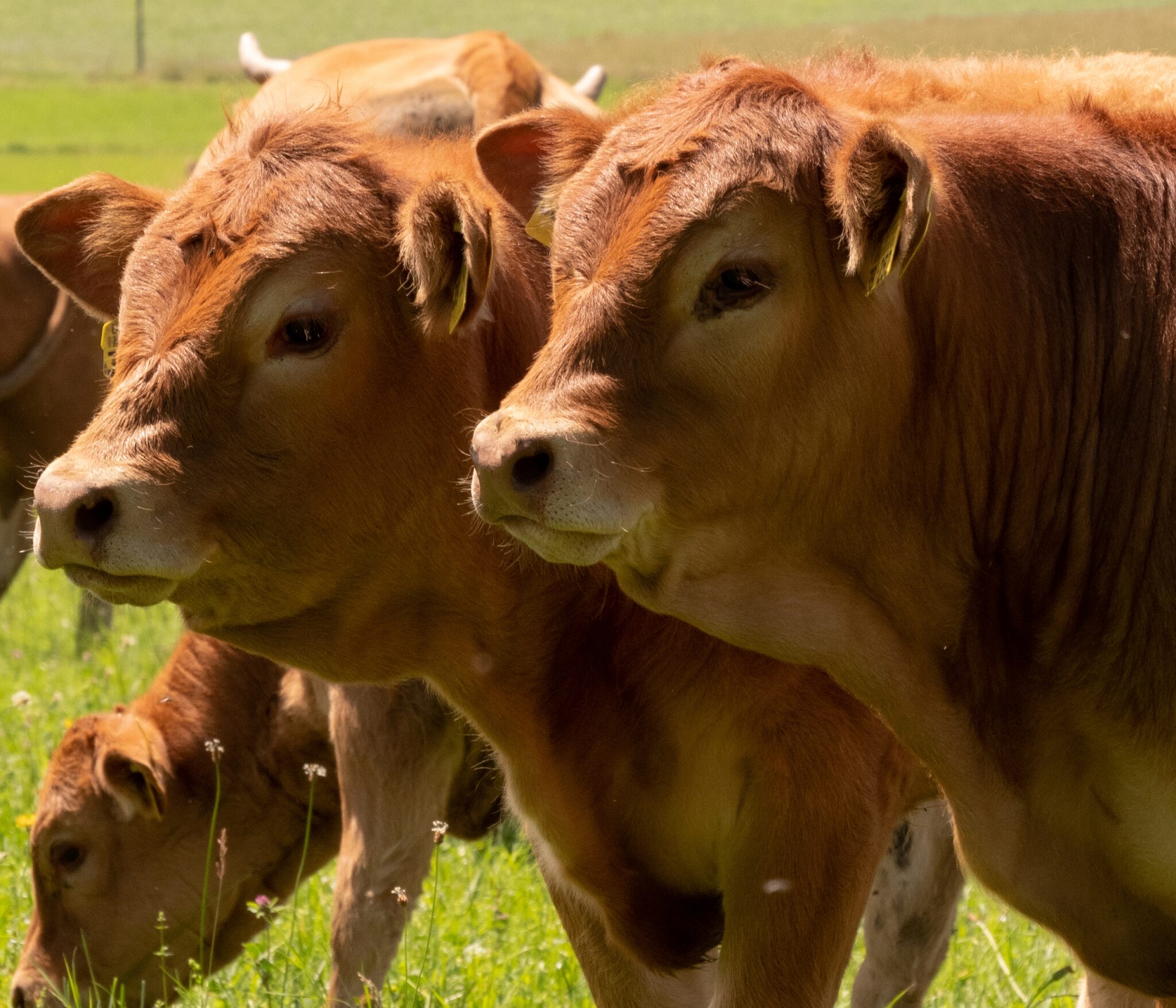 Unsere Tiere - Hof Hehl